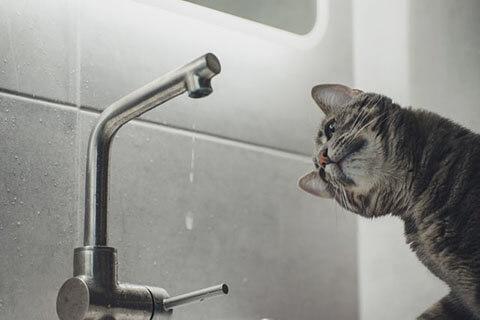 Slow water pressure from a bathroom faucet – Homelody